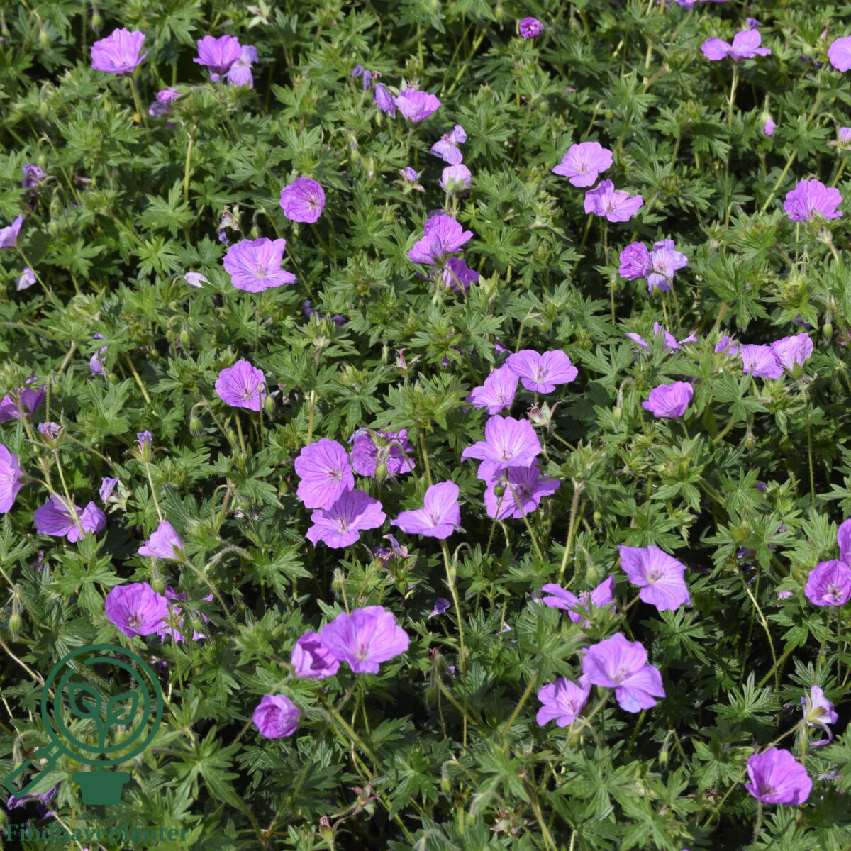 Geranium hybrid ‘Blushing Turtle’ – Find haveplanter