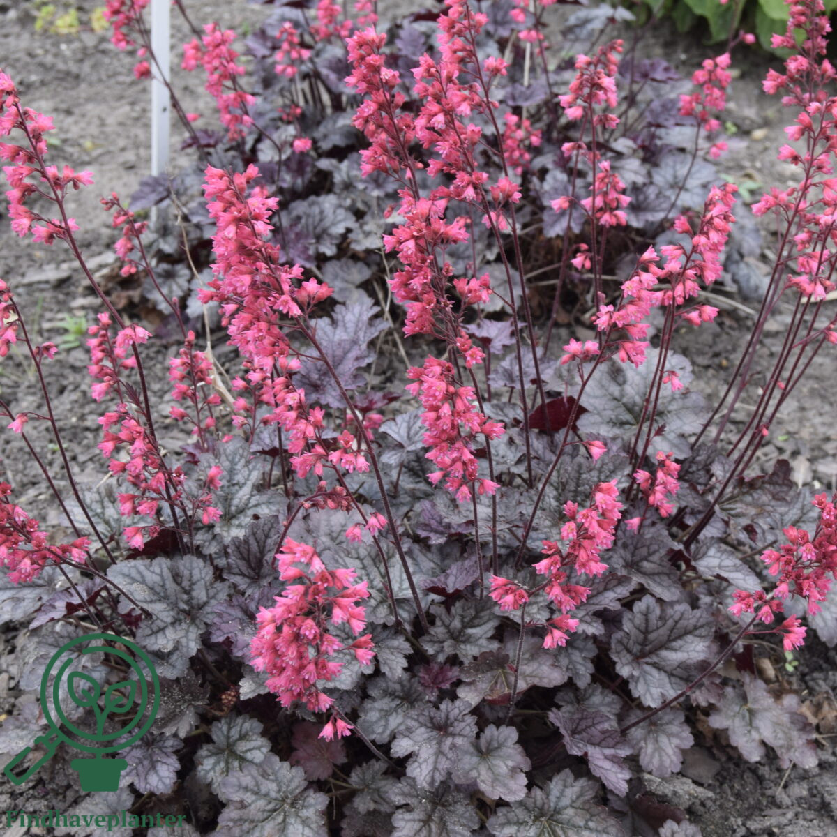 Heuchera ‘Timeless Treasure’ – Find haveplanter