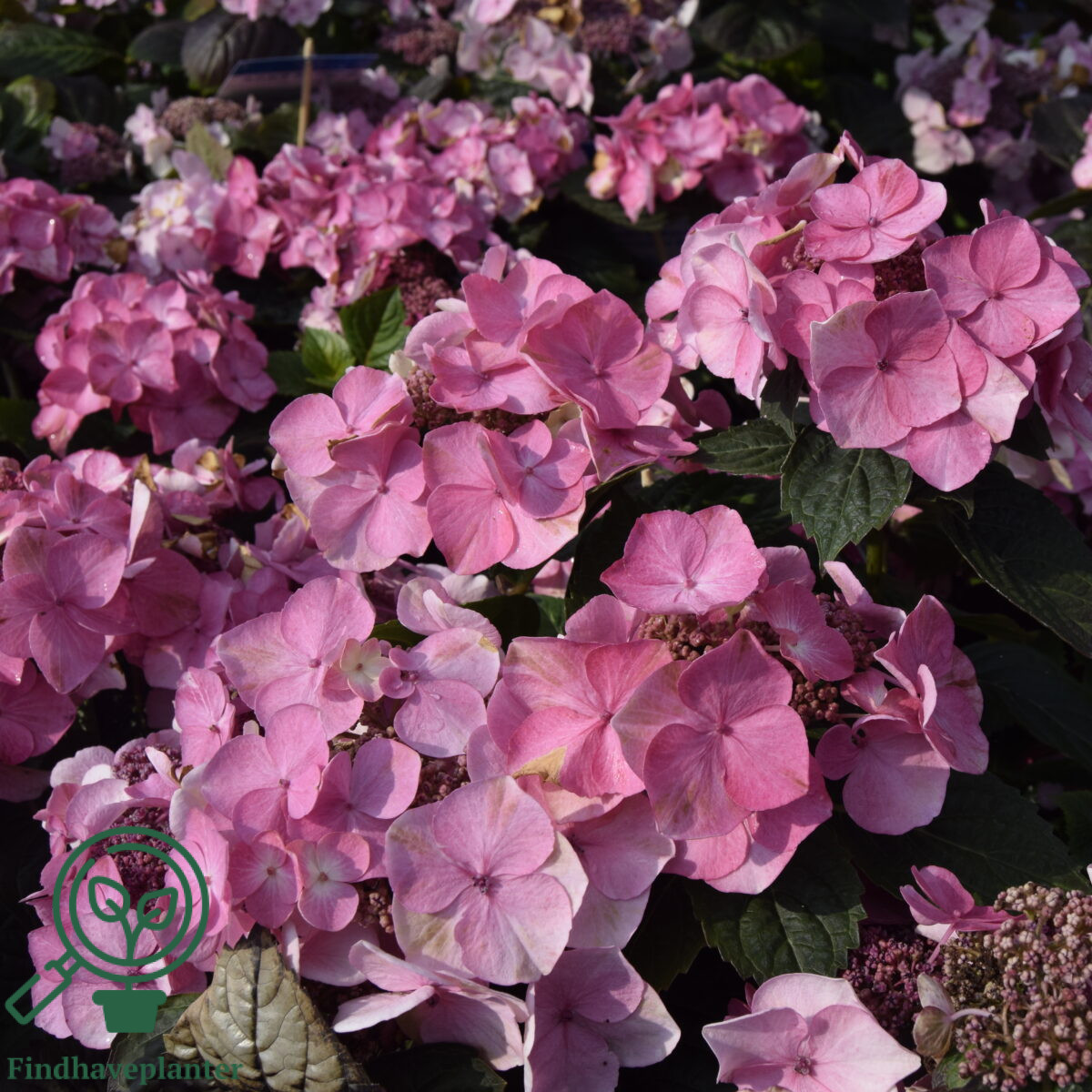 Hydrangea macrophylla ‘Pop Star Rosa’ – Find haveplanter