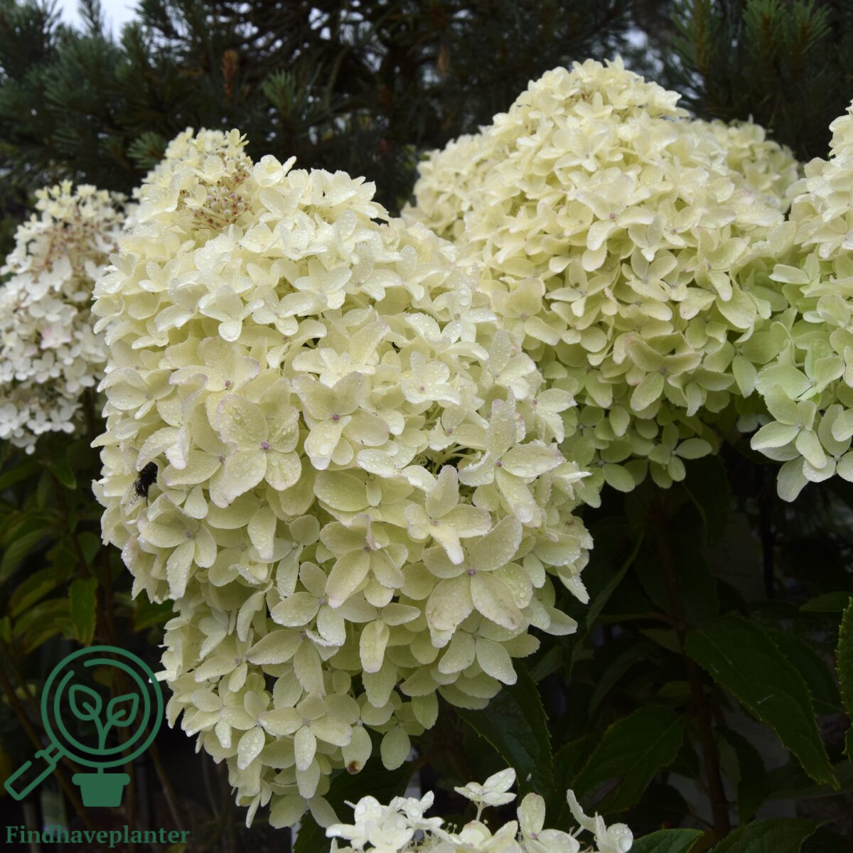 Hydrangea paniculata ‘Whitelight’ – Find haveplanter
