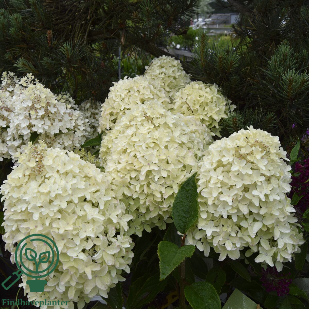 Hydrangea paniculata ‘Whitelight’ – Find haveplanter