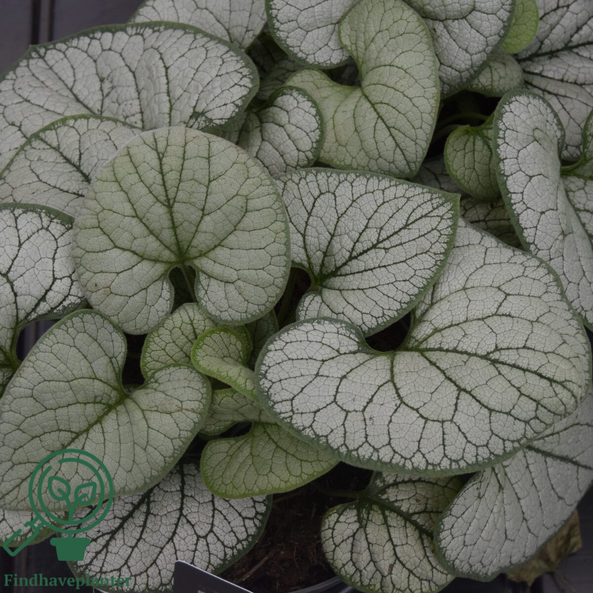 Brunnera macrophylla ‘Silver Heart’ – Find haveplanter