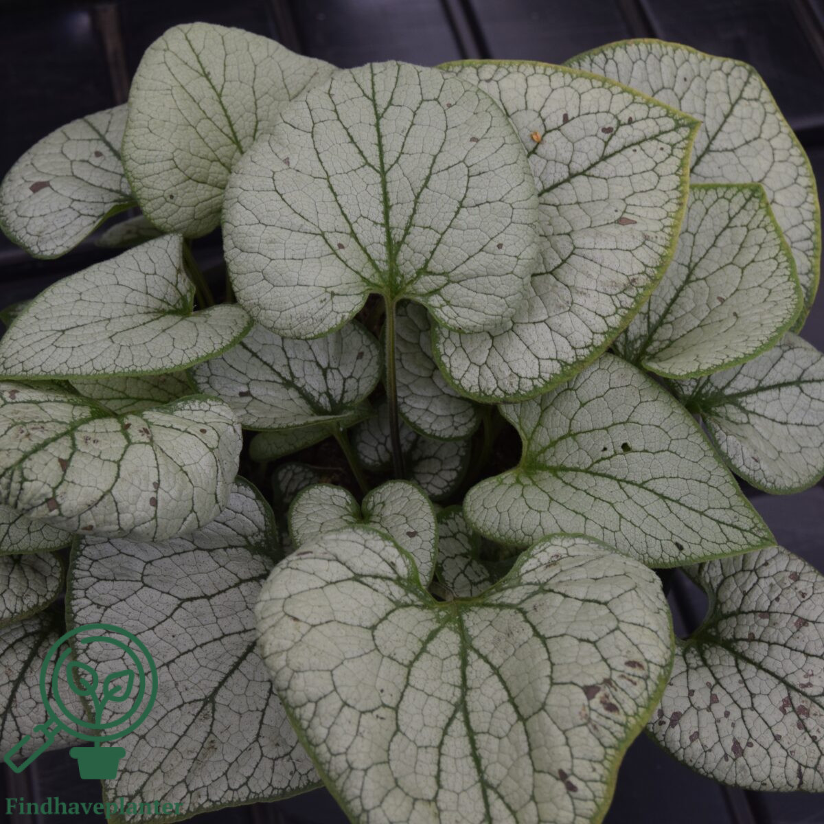 Brunnera macrophylla ‘Silver Spear’ – Find haveplanter