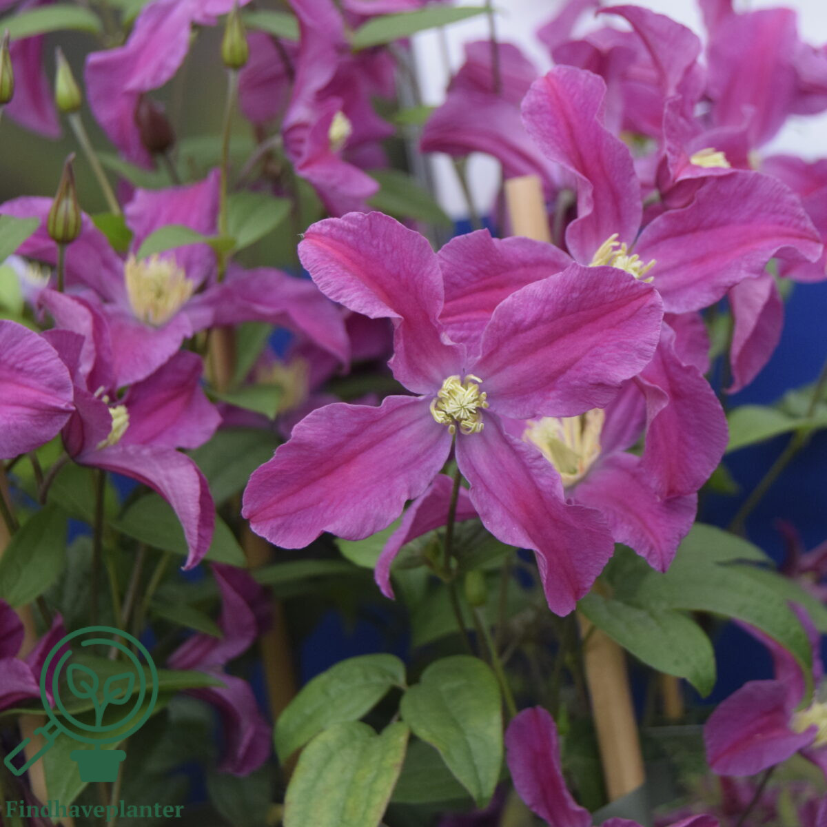 Clematis ‘Inspiration’ – Find haveplanter