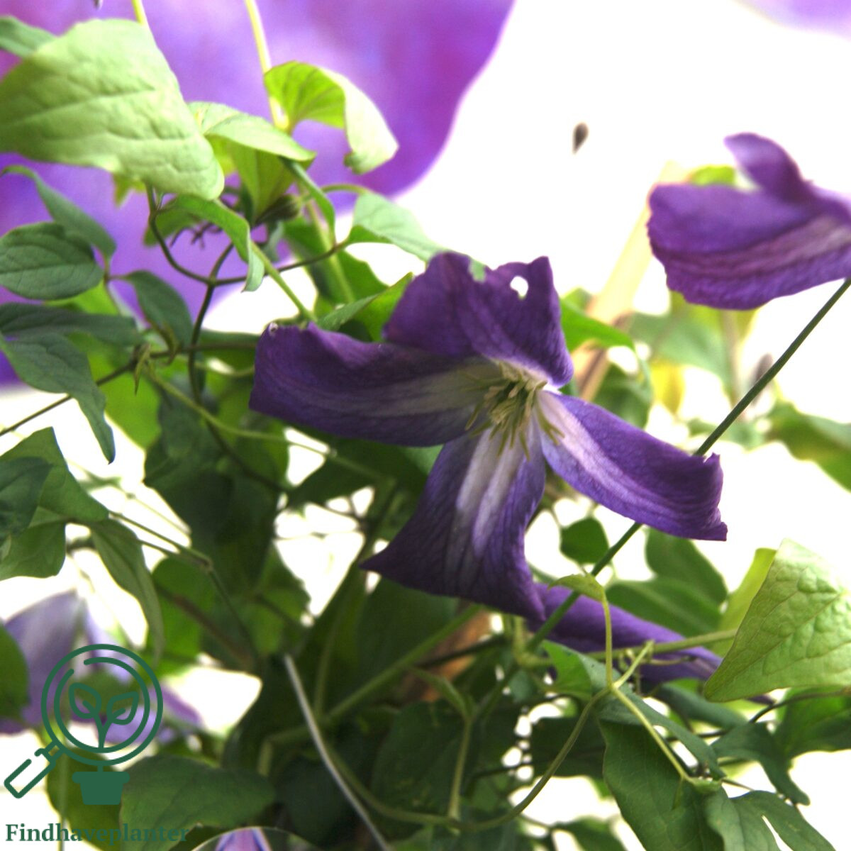 Clematis ‘Little Bas’ – Find haveplanter