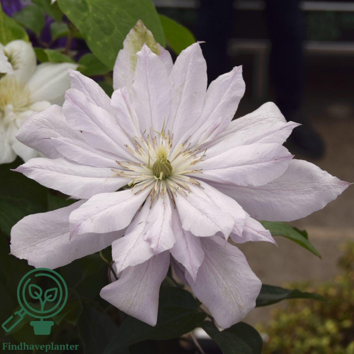 Clematis ‘Violet Elizabeth’ – Find haveplanter