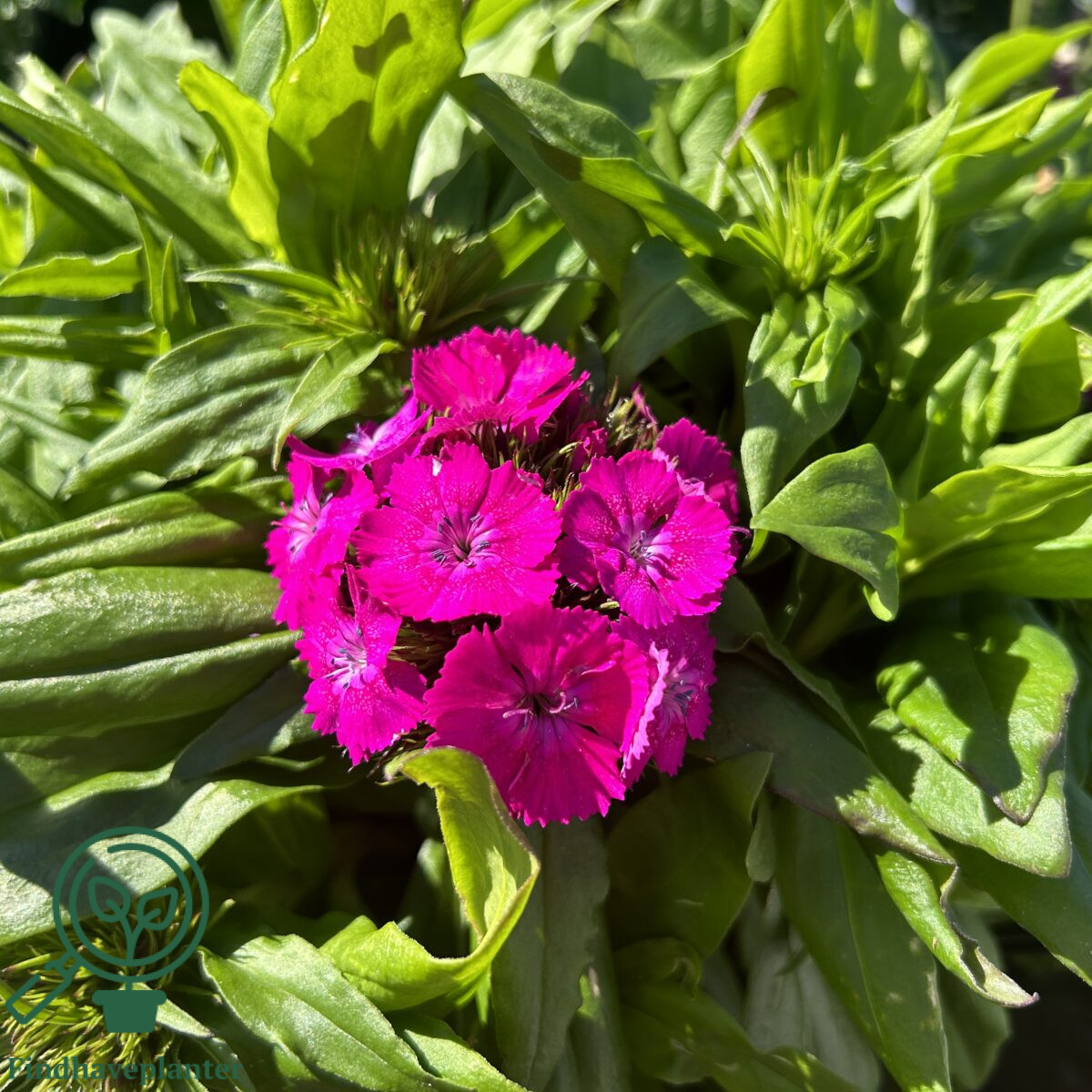 Dianthus barbatus ‘Barbarini Lilac’ – Find haveplanter