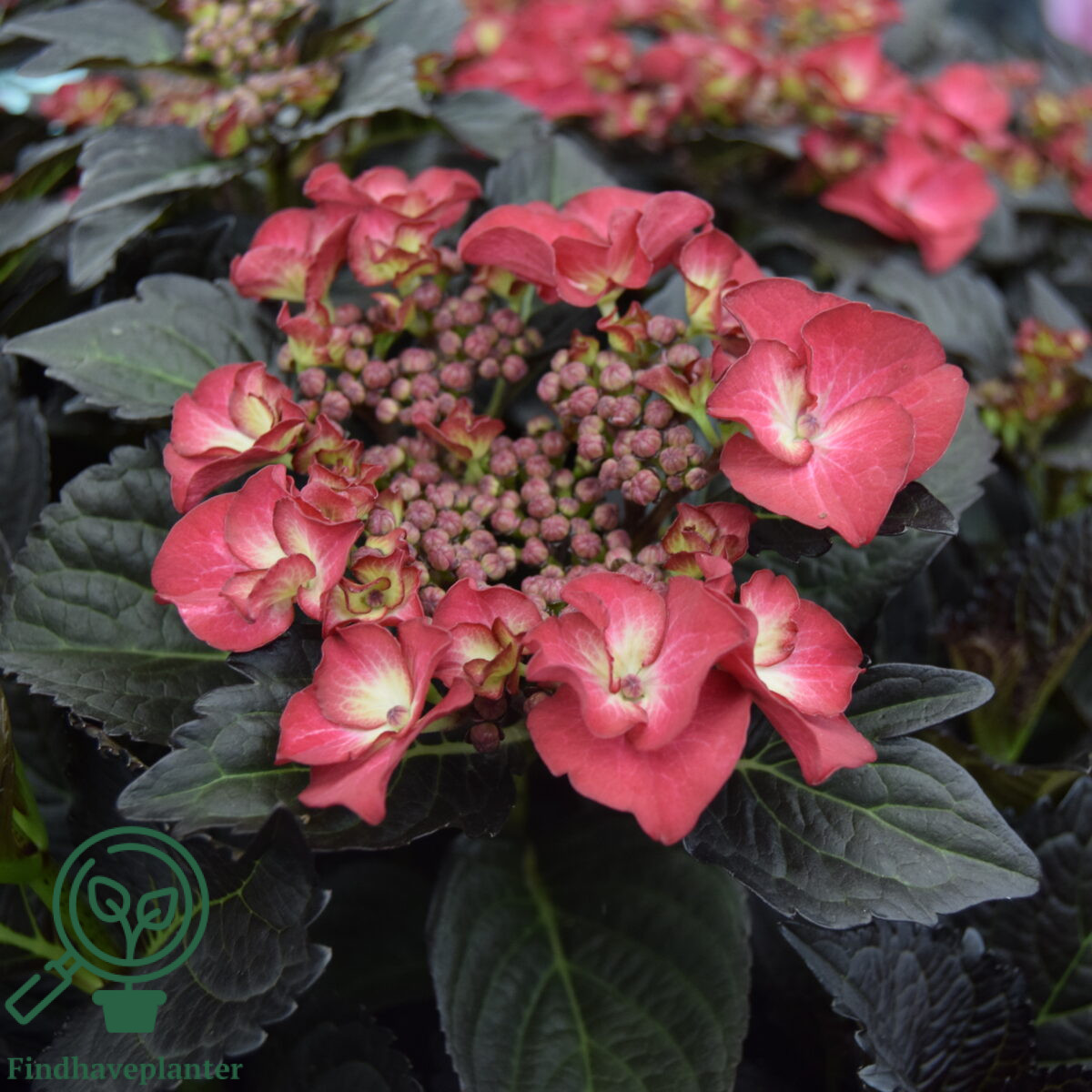 Hydrangea macrophylla ‘Teller after Midnight’ – Find haveplanter