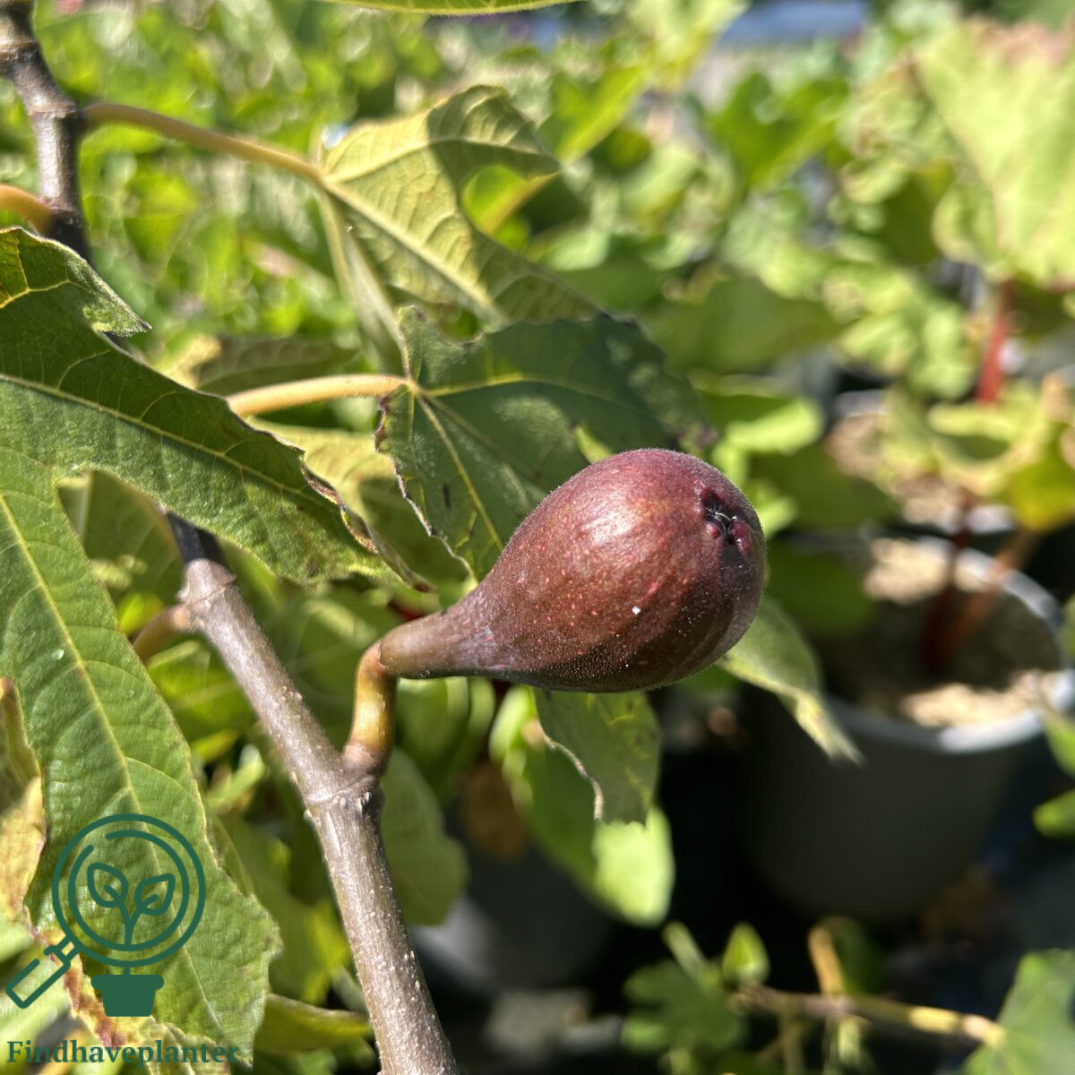 Ficus carica ‘Little Miss Figgy’ – Find haveplanter