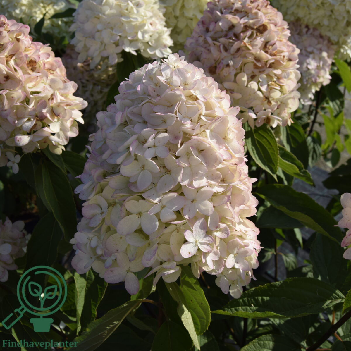 Hydrangea paniculata ‘Magical Andes’ – Find haveplanter