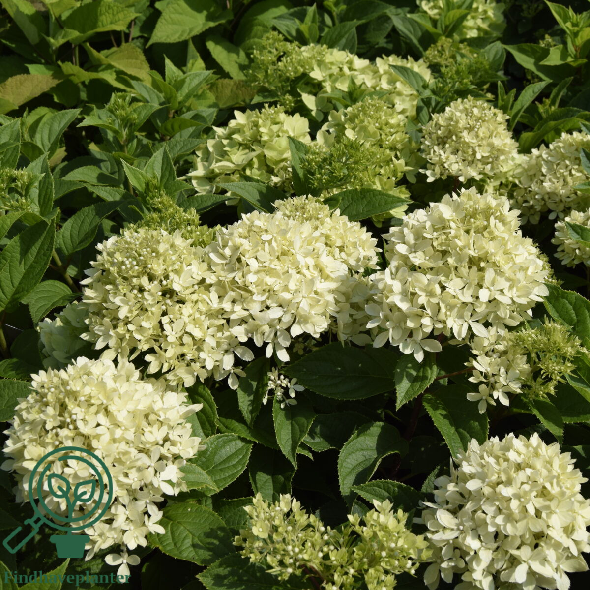 Hydrangea paniculata ‘Living Little Apple’ – Find haveplanter