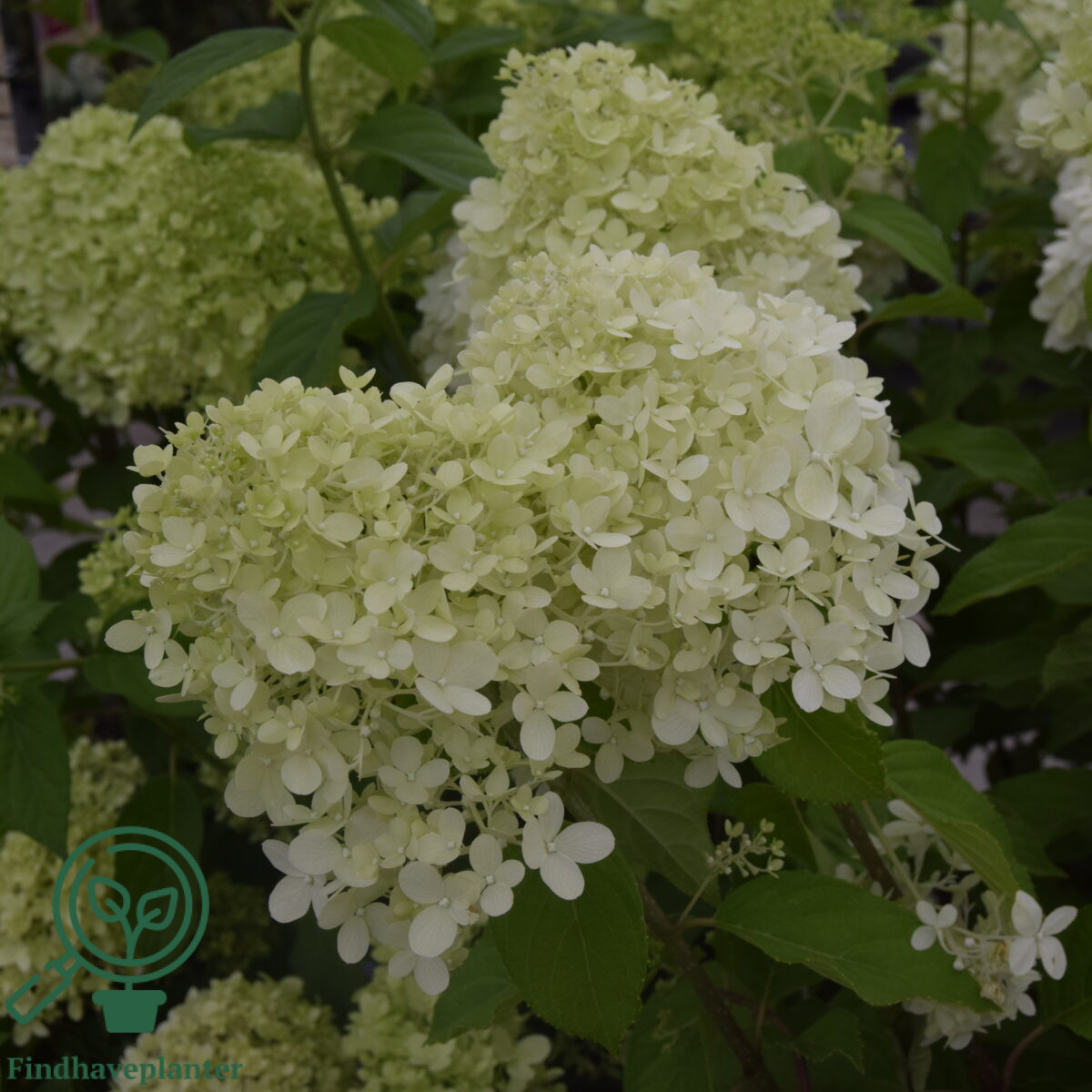 Hydrangea paniculata ‘Magical Andes’ – Find haveplanter
