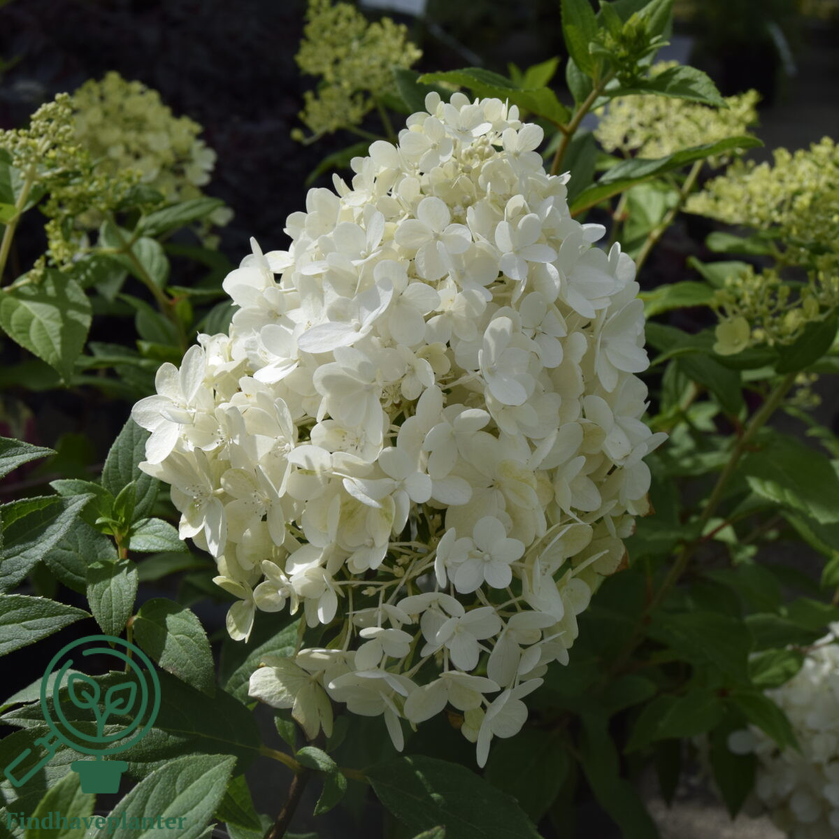 Hydrangea paniculata ‘Magical Matterhorn’ – Find haveplanter