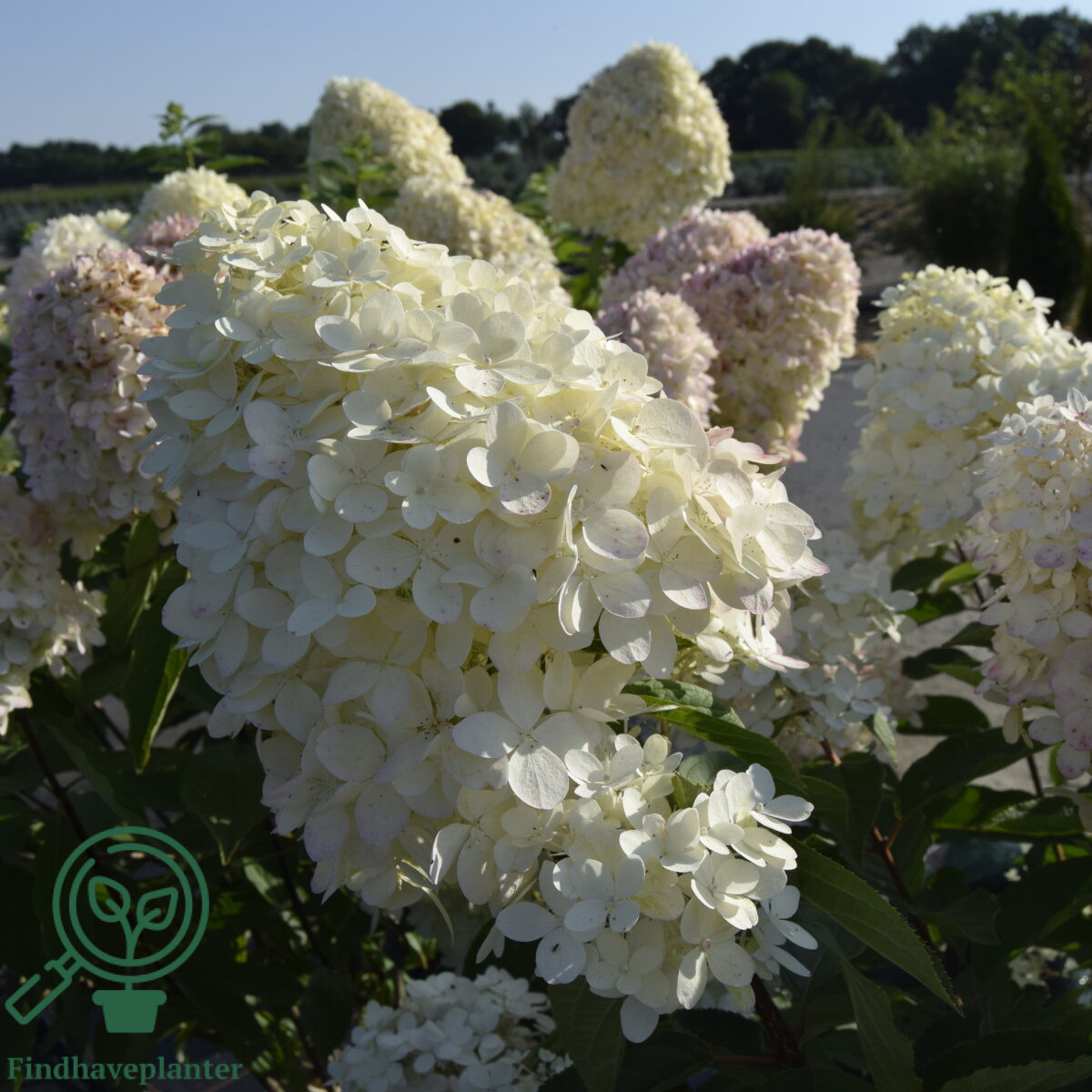 Hydrangea paniculata ‘Minty Spirit’ – Find haveplanter