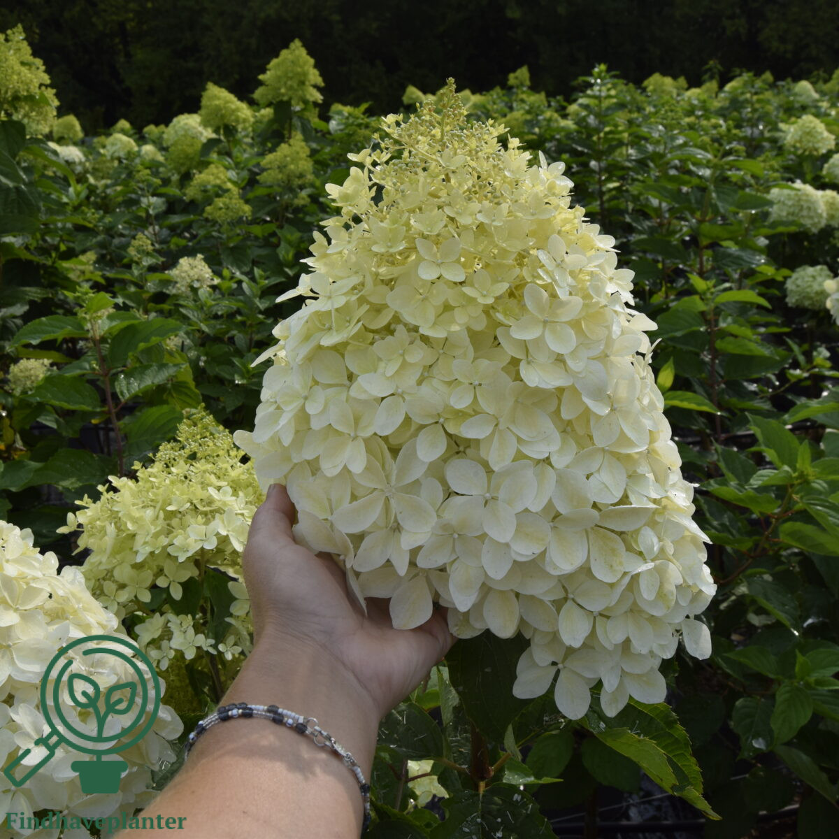 Hydrangea paniculata ‘Phantom’ – Find haveplanter