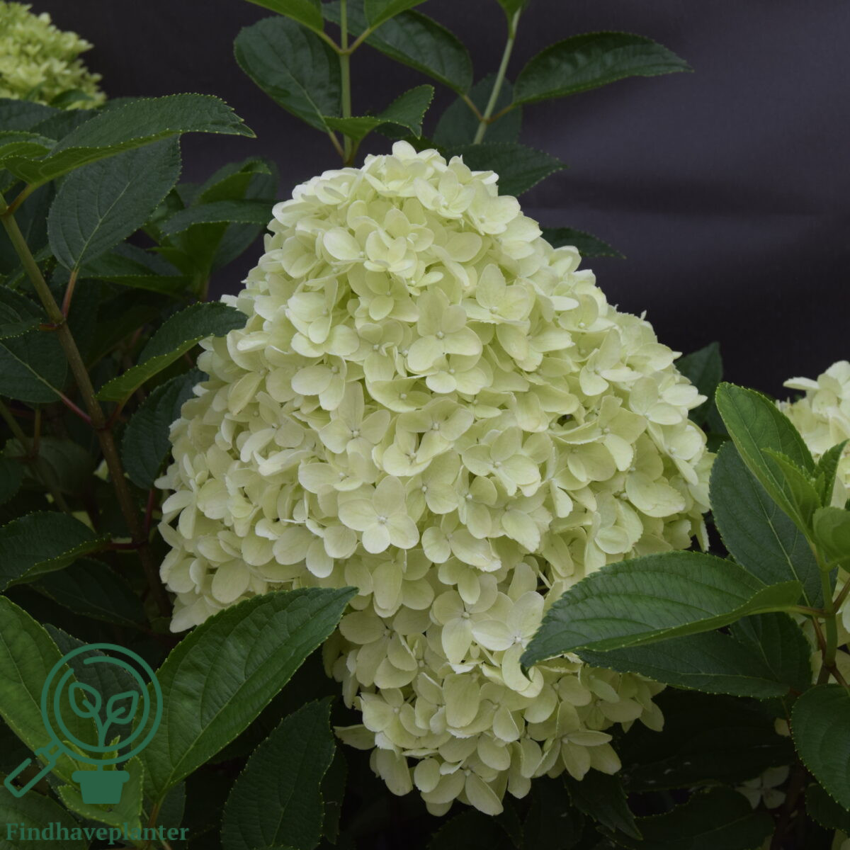 Hydrangea paniculata ‘Whitelight’ – Find haveplanter