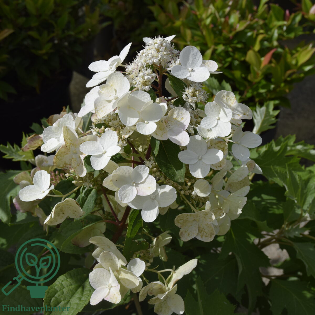 Hydrangea quercifolia ‘Ice Crystal’ – Find haveplanter
