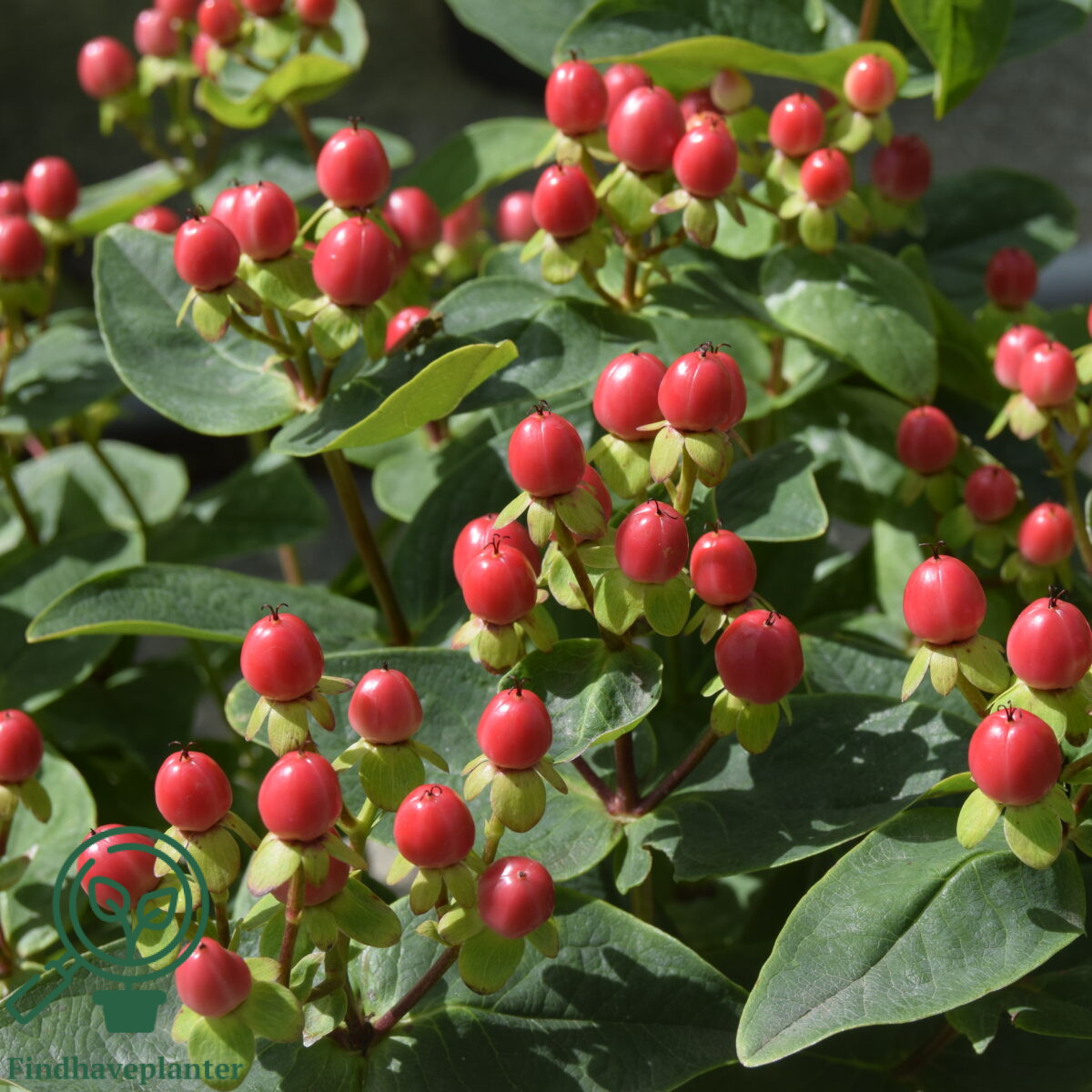 Hypericum ‘Miracle Attraction’ – Find haveplanter