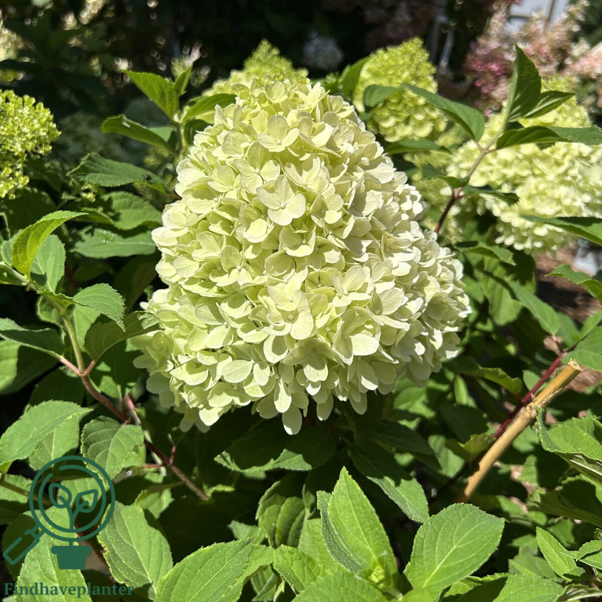 Hydrangea paniculata ‘Mojito’ – Find haveplanter