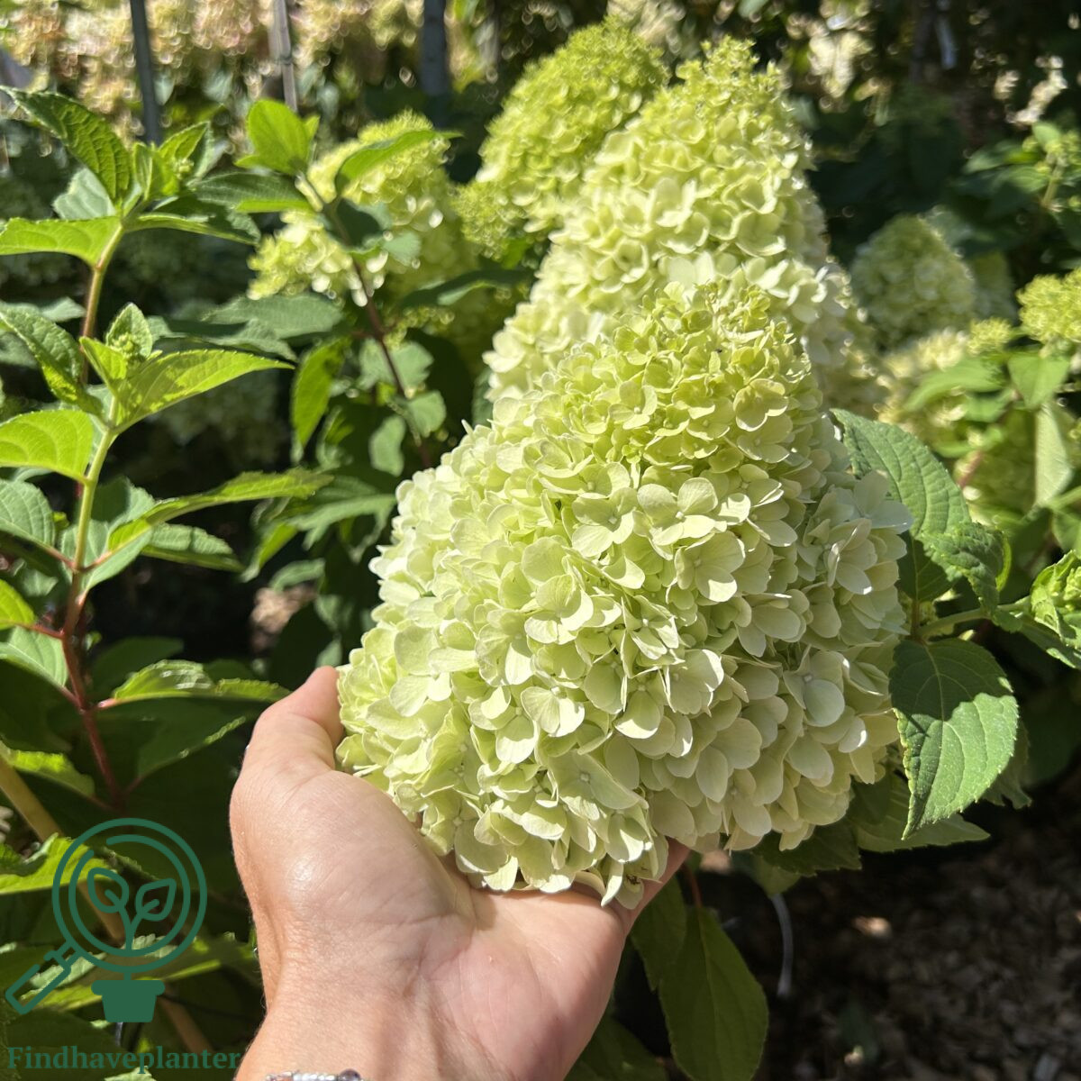 Hydrangea paniculata ‘Mojito’ – Find haveplanter