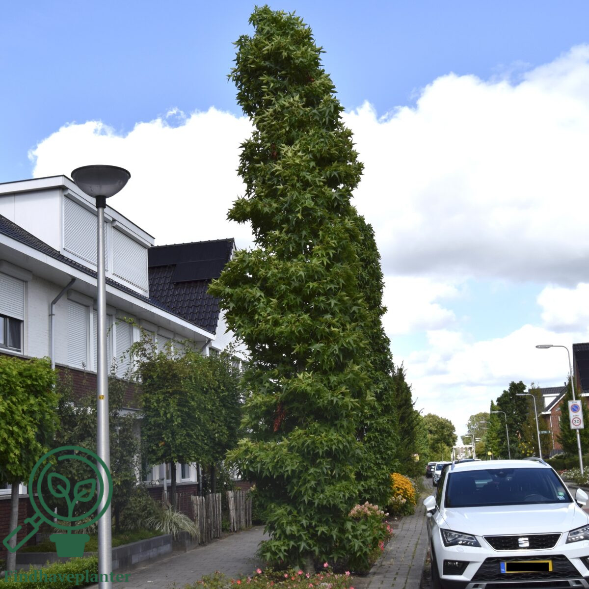 Liquidambar styraciflua ‘Slender Silhouette’ – Find haveplanter
