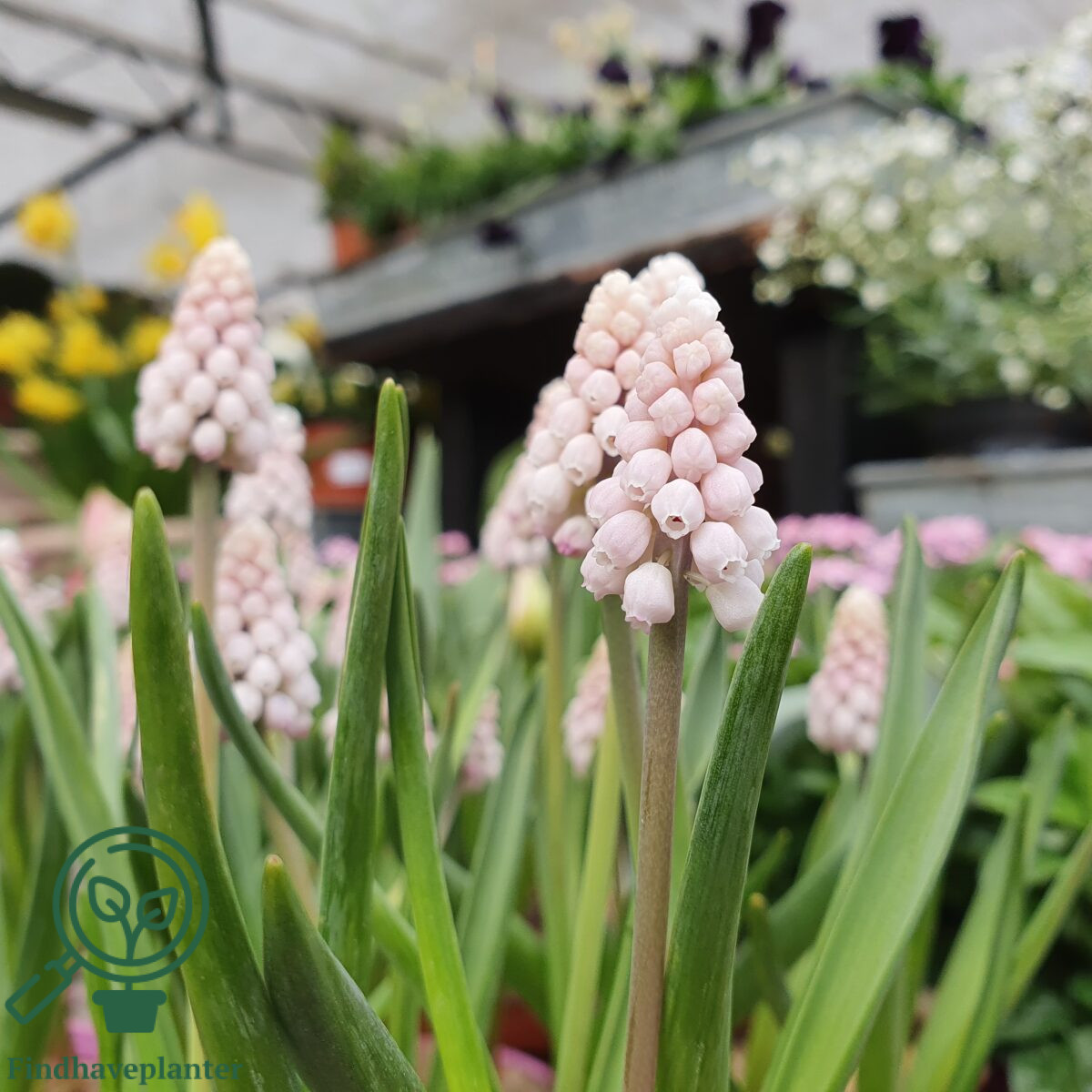 Muscari ‘Pink Sunrise’ – Find haveplanter