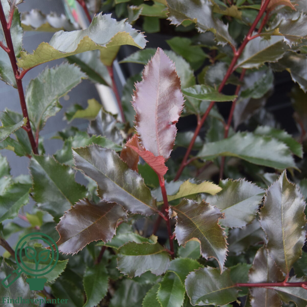 Photinia x fraseri ‘Magical Volcano’ – Find haveplanter
