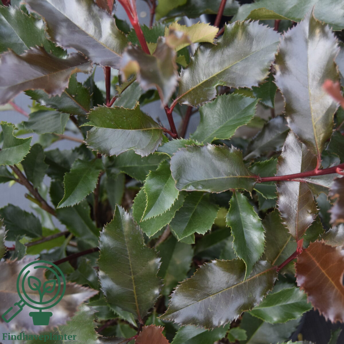 Photinia x fraseri ‘Magical Volcano’ – Find haveplanter