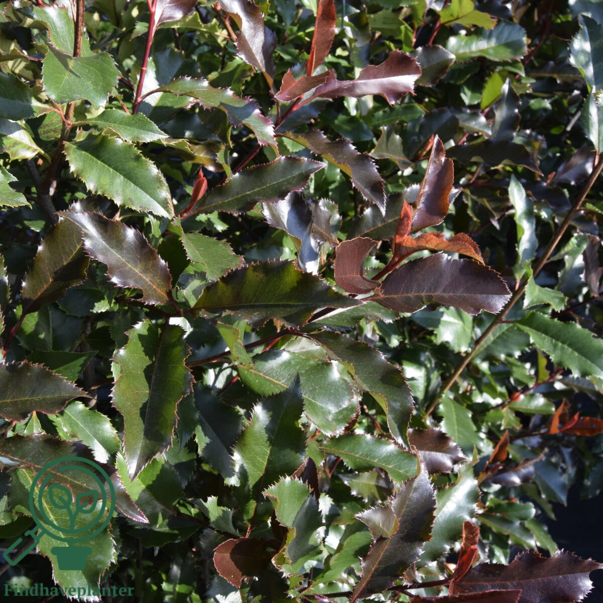 Photinia x fraseri ‘Magical Volcano’ – Find haveplanter