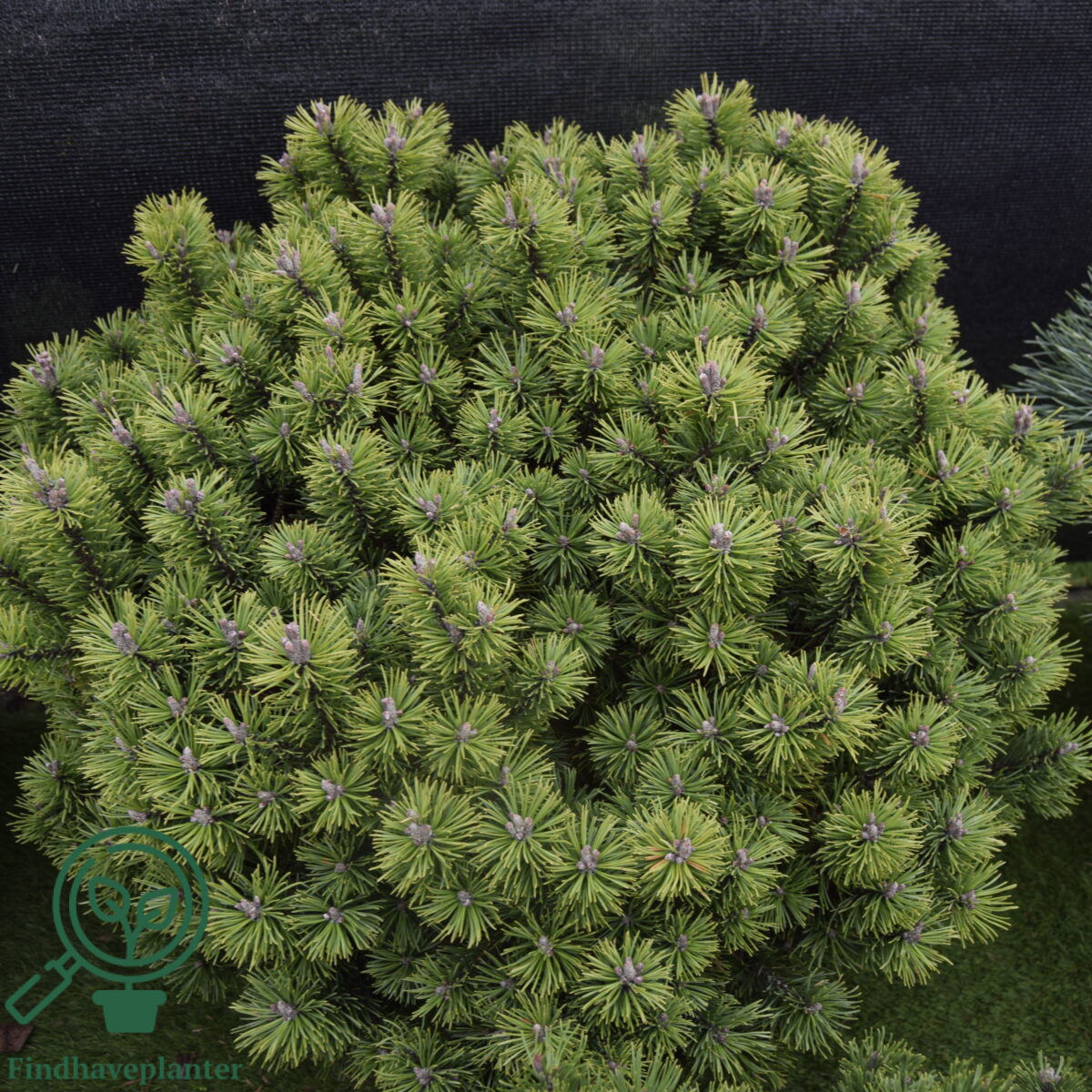 Pinus mugo ‘Pumuckl’ – Find haveplanter