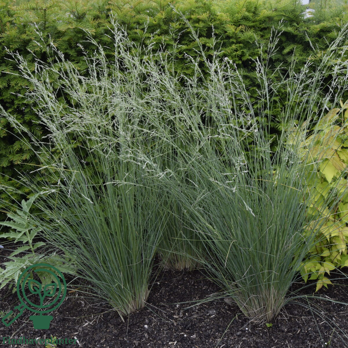 Poa labillardierei ‘Glauca’ – Find haveplanter