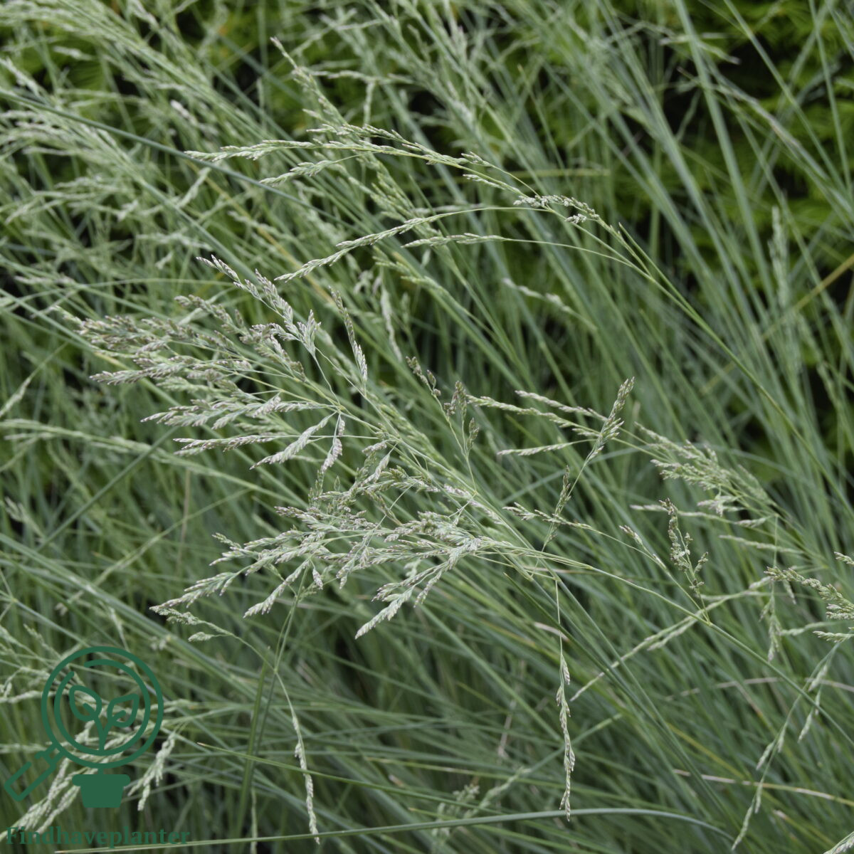 Poa labillardierei ‘Glauca’ – Find haveplanter