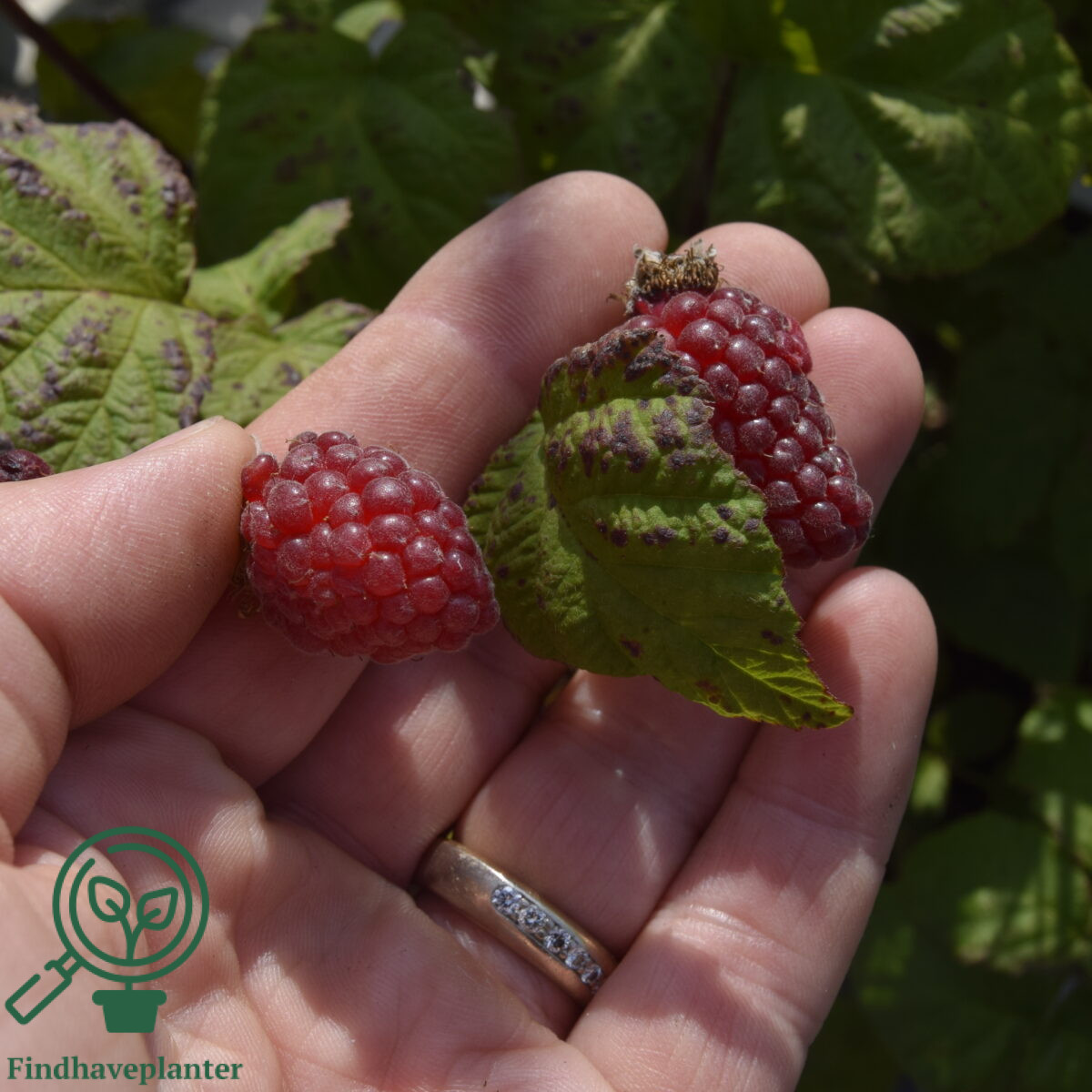Rubus fruticosus x idaeus ‘Buckingham Tayberry’ – Find haveplanter