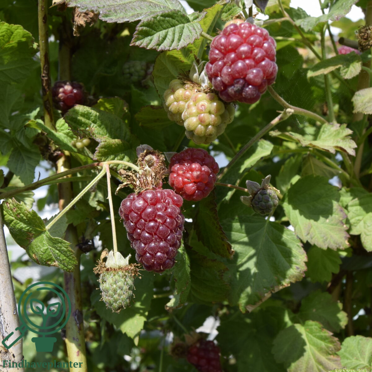 Rubus fruticosus x idaeus ‘Buckingham Tayberry’ – Find haveplanter