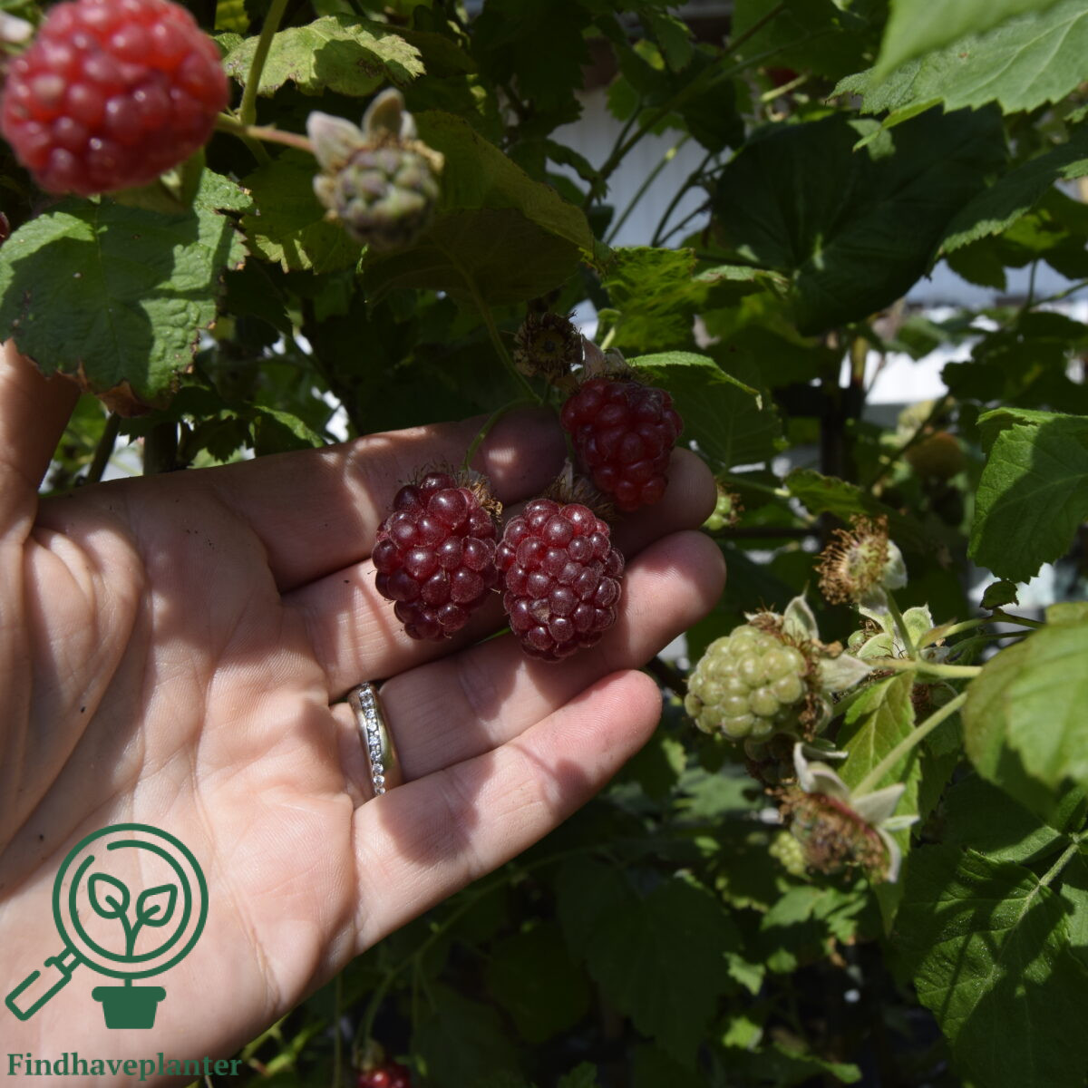 Rubus fruticosus x idaeus ‘Buckingham Tayberry’ – Find haveplanter