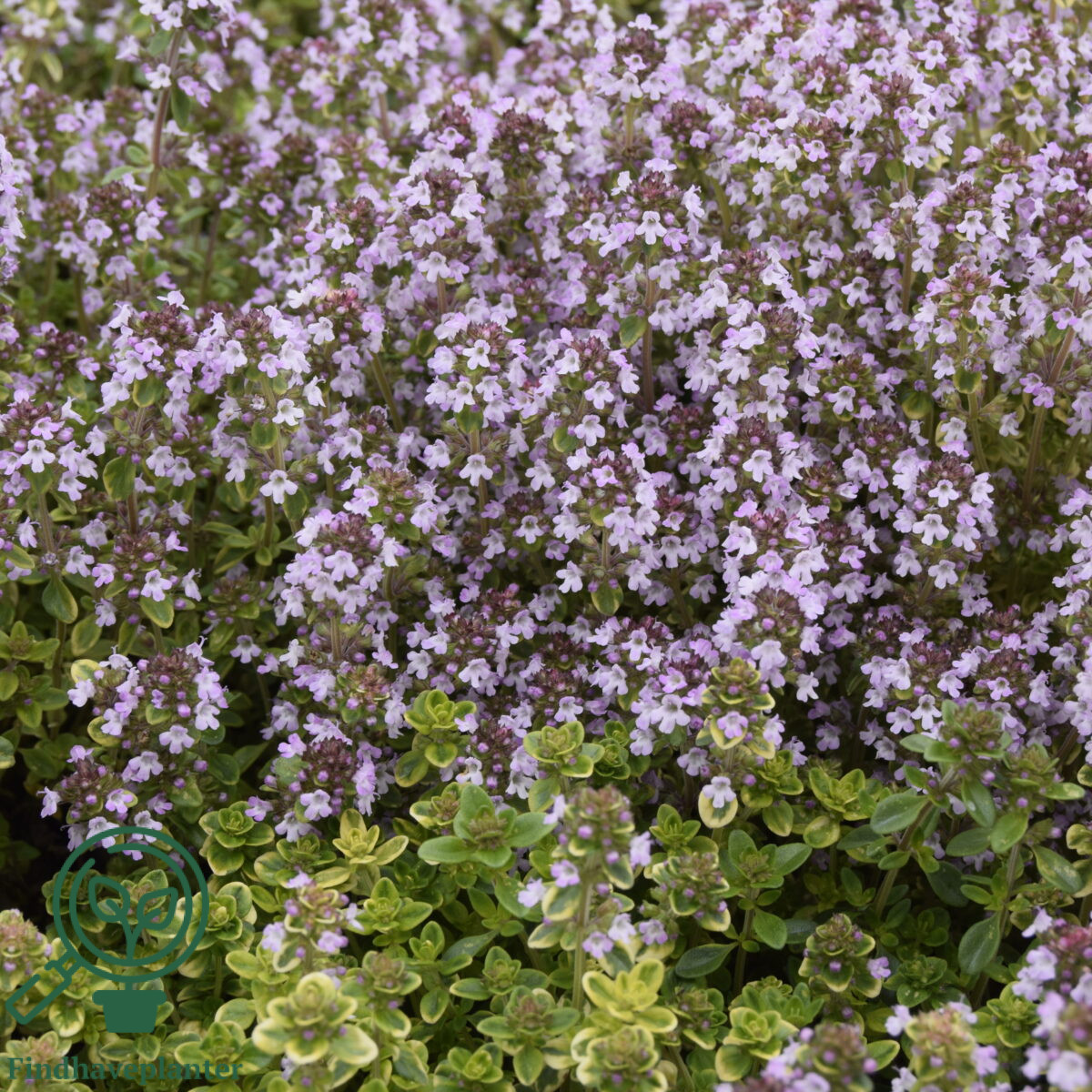 Thymus citriodorus ‘Arshers Gold’ – Find haveplanter