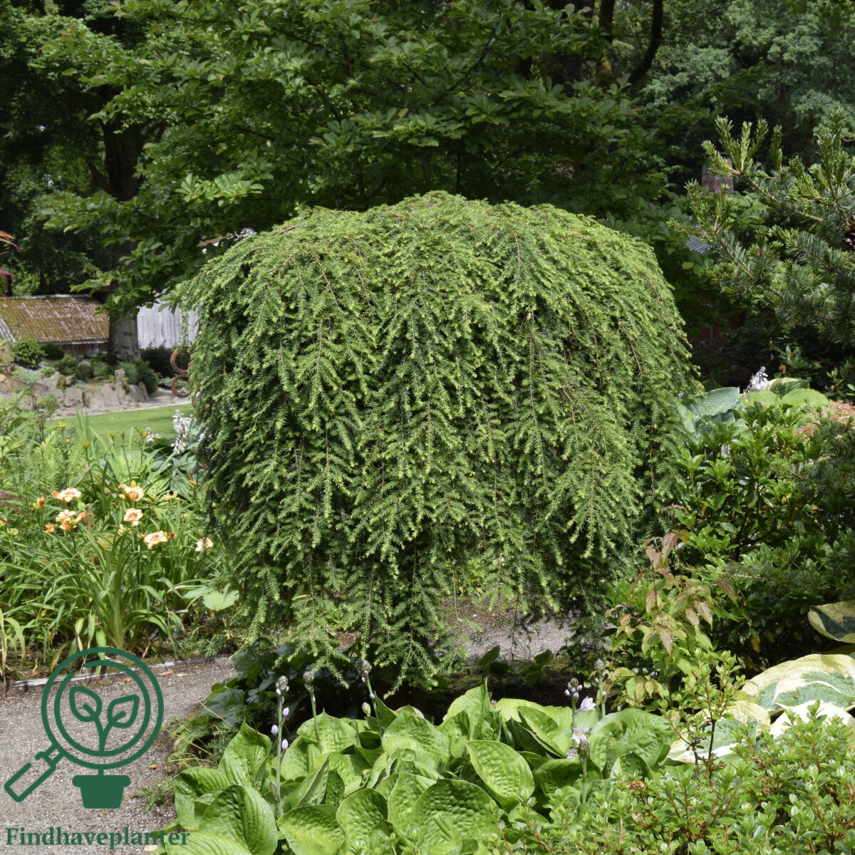 Tsuga canadensis ‘Pendula’ – Find haveplanter